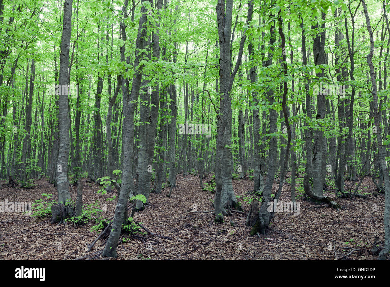 Mavrovo Park green woodland, Macedonia Stock Photo - Alamy