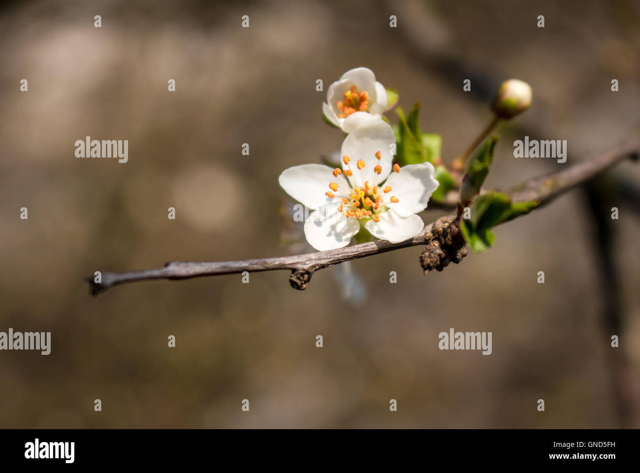 Fragile flower of a wild tree, growing in the nature. Small leaves ...