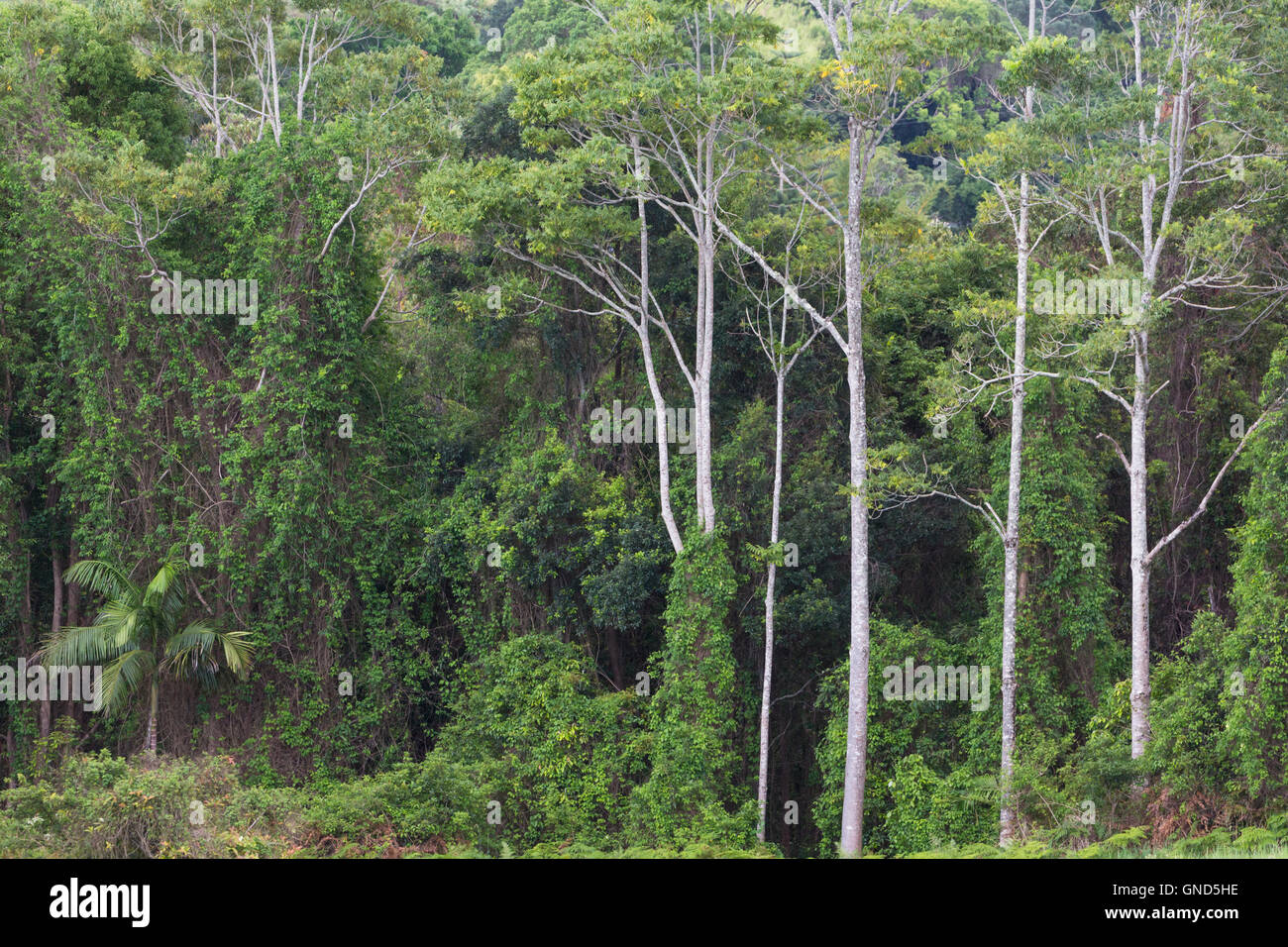 Semi tropical rain forest inland from the Gold Coast, Queensland ...
