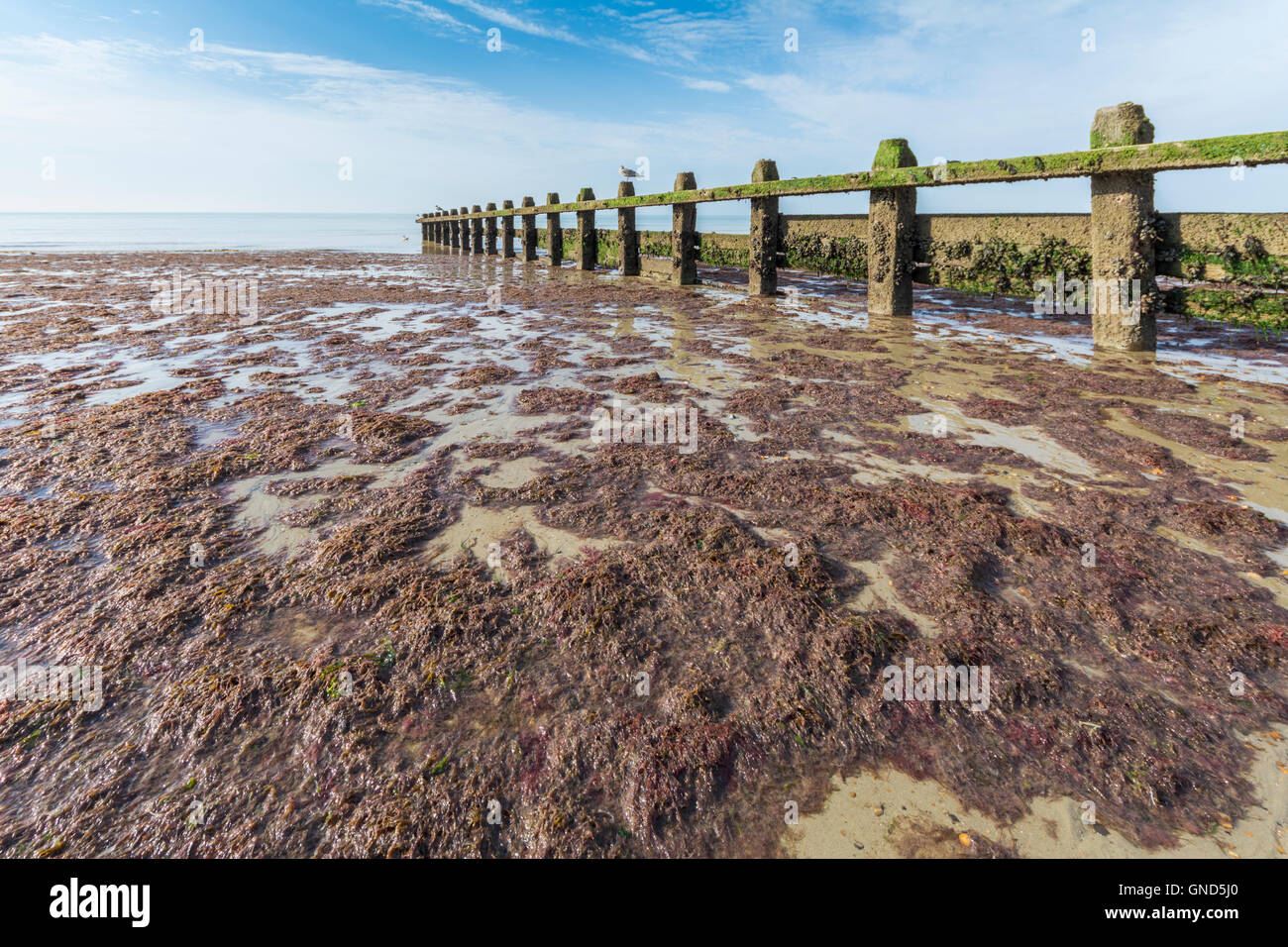 Brown seaweed beach hi-res stock photography and images - Alamy