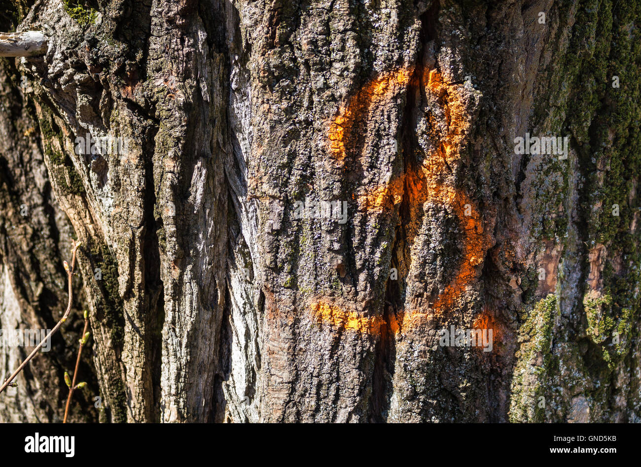 Closeup painted tree trunk hi-res stock photography and images - Alamy