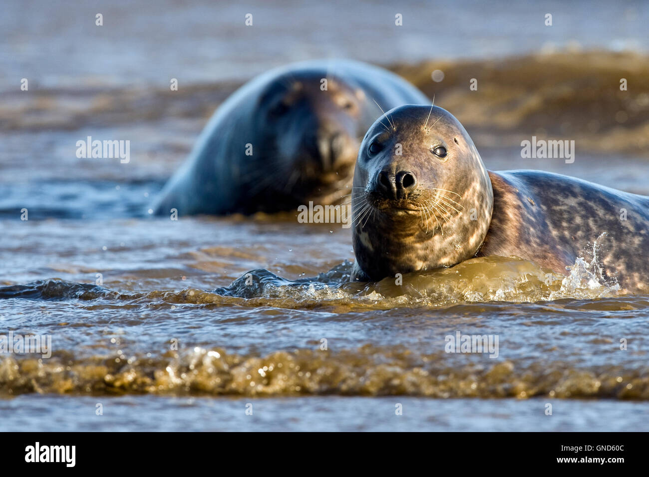 Grey seal taken at Donna Nook, Lincolnshire Stock Photo - Alamy
