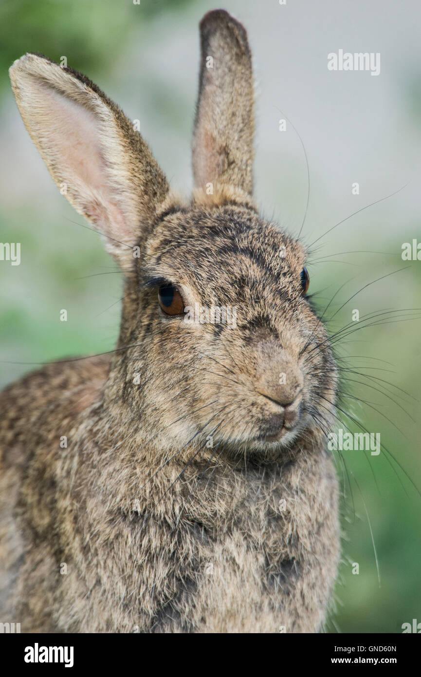 Eurpoean rabbit (Oryctolagus cuniculus Stock Photo - Alamy