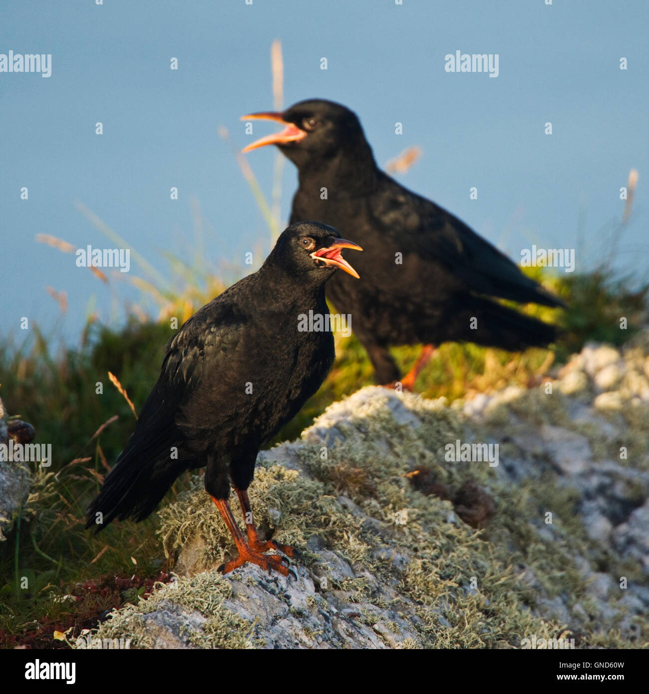 Welsh chough hi-res stock photography and images - Alamy
