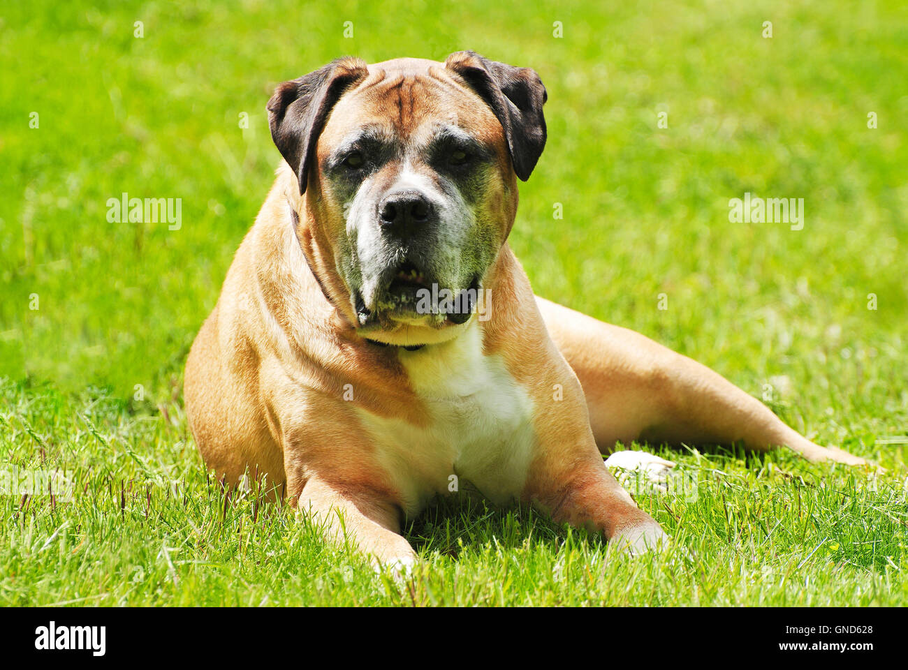 Old dog relaxing hi-res stock photography and images - Alamy