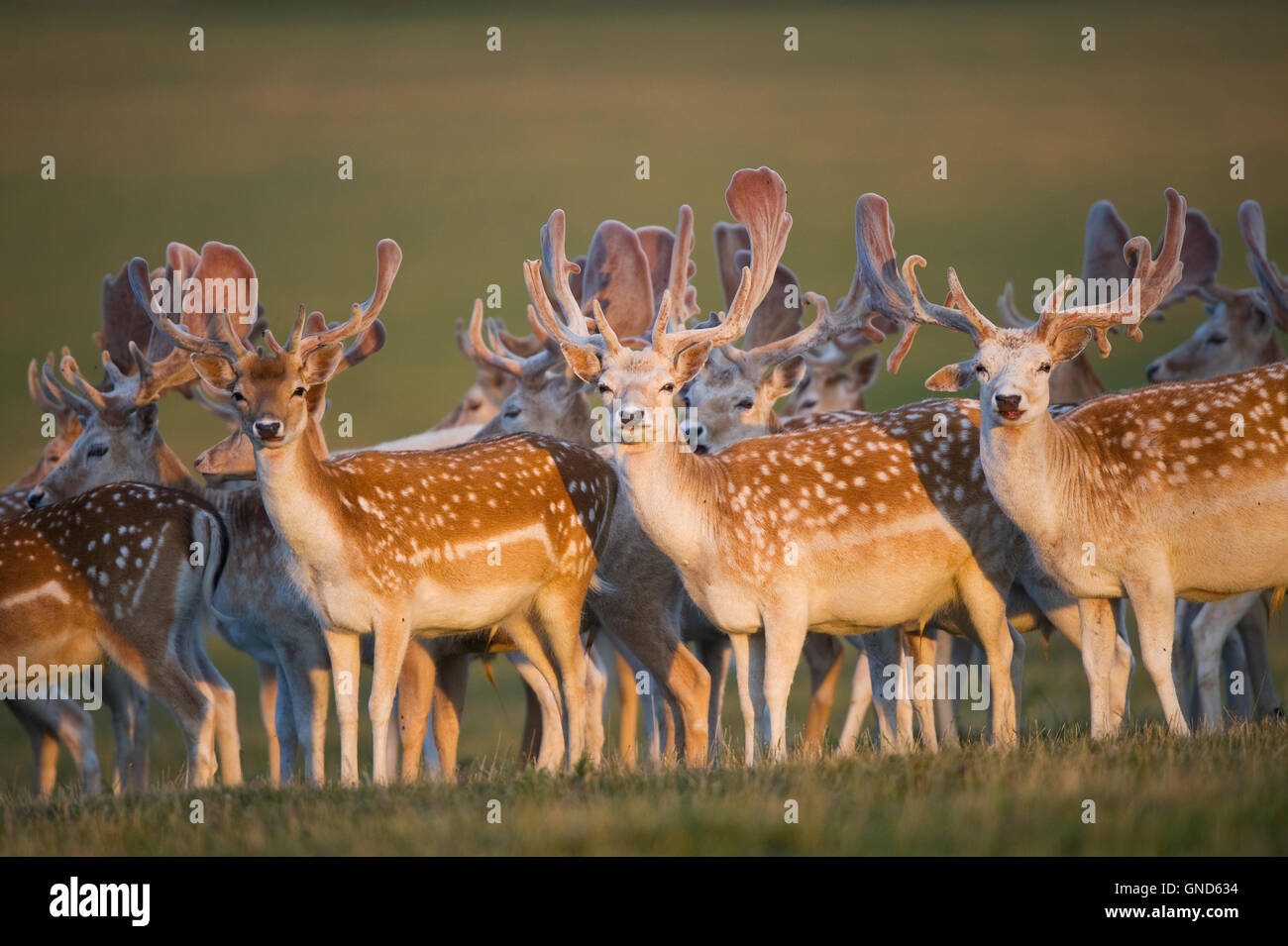 Fallow Deer (Dama dama Stock Photo - Alamy