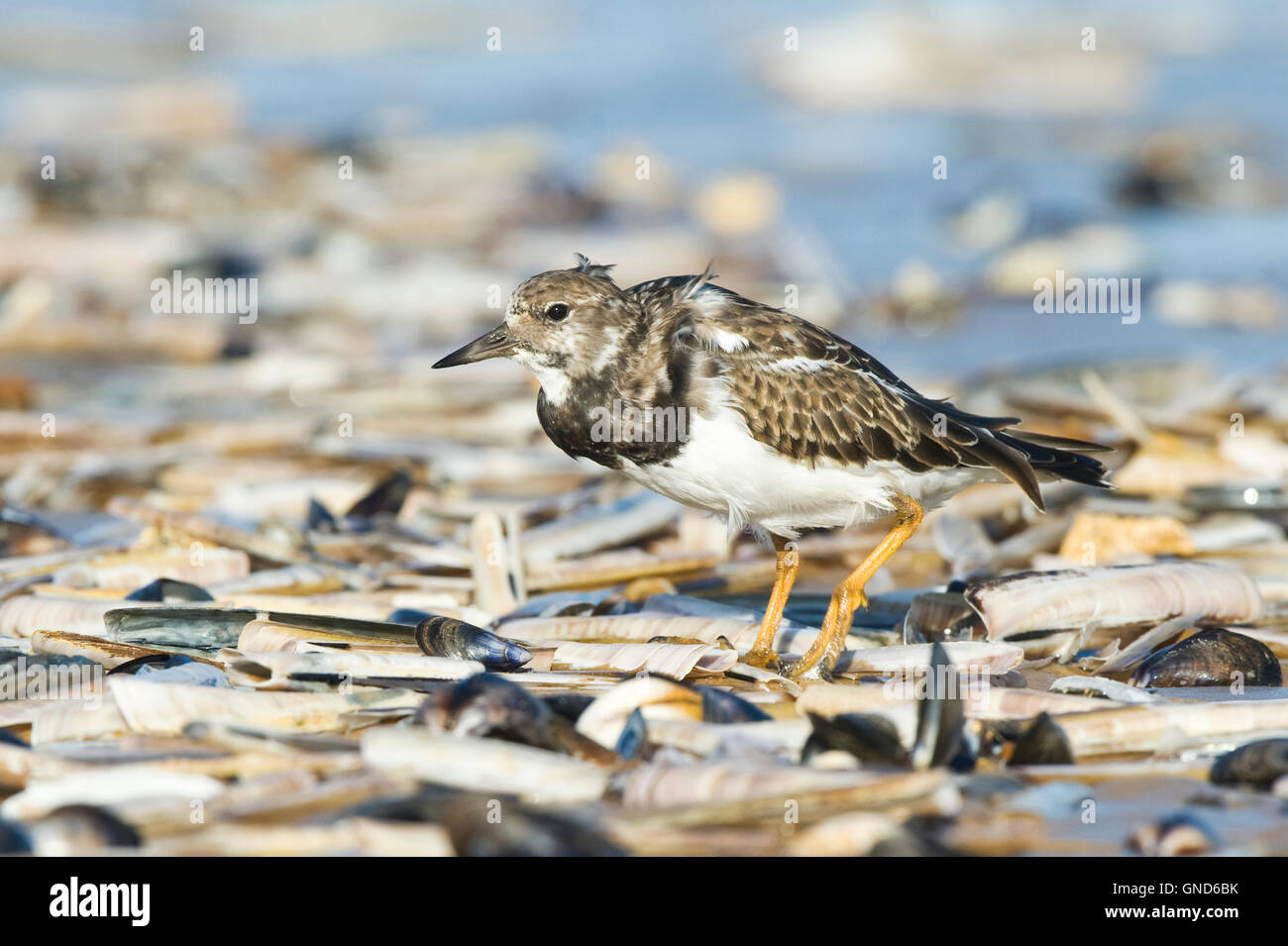 Turnstone (Arenaria Interpres Stock Photo - Alamy
