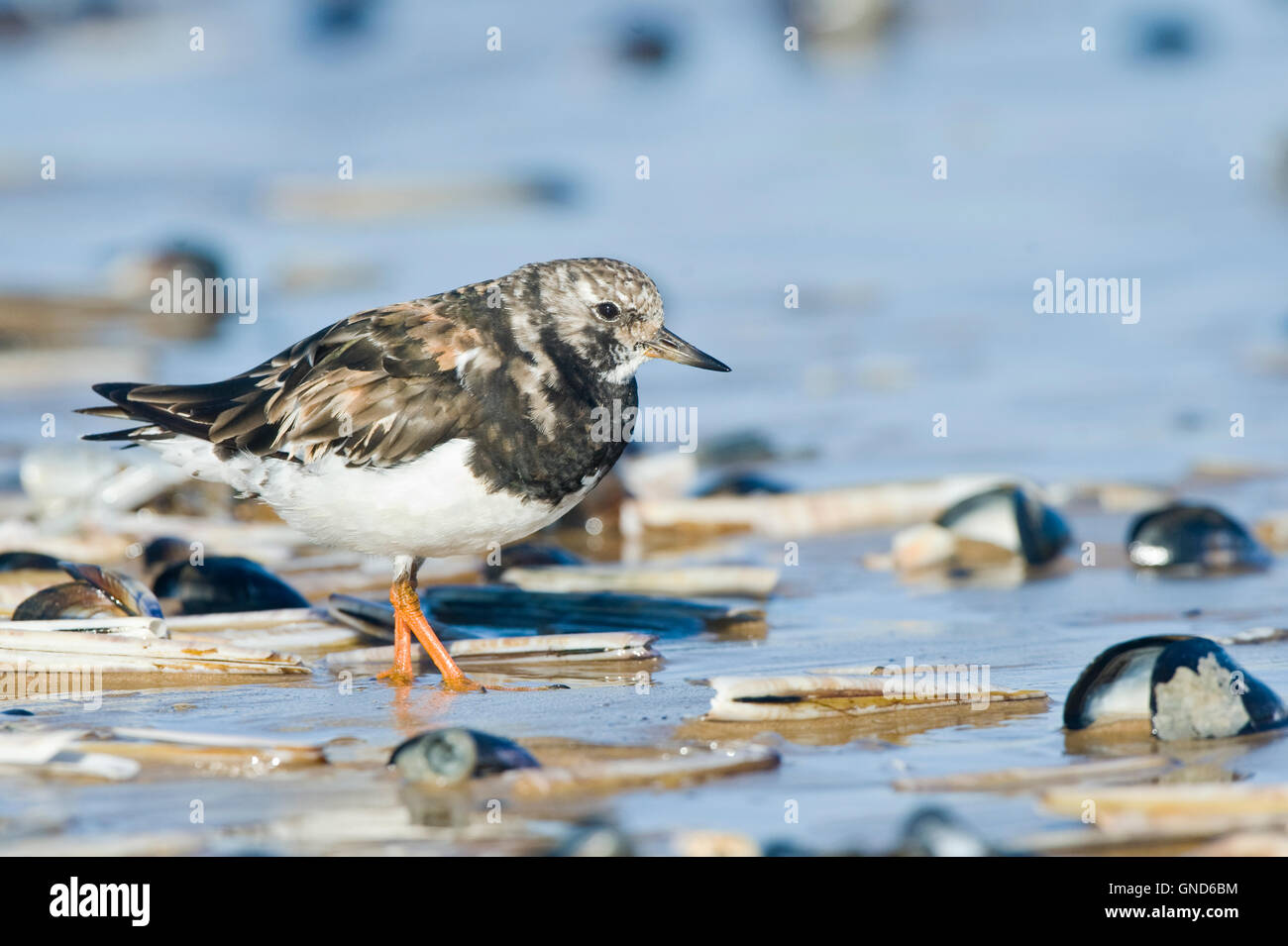Turnstone (Arenaria Interpres Stock Photo - Alamy