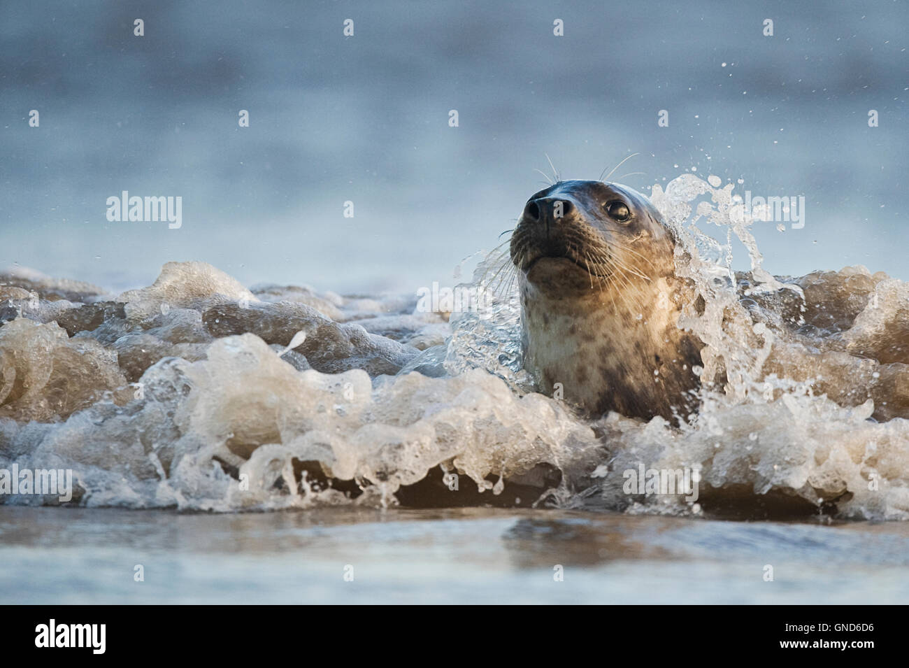 Grey seal taken at Donna Nook, Lincolnshire Stock Photo - Alamy