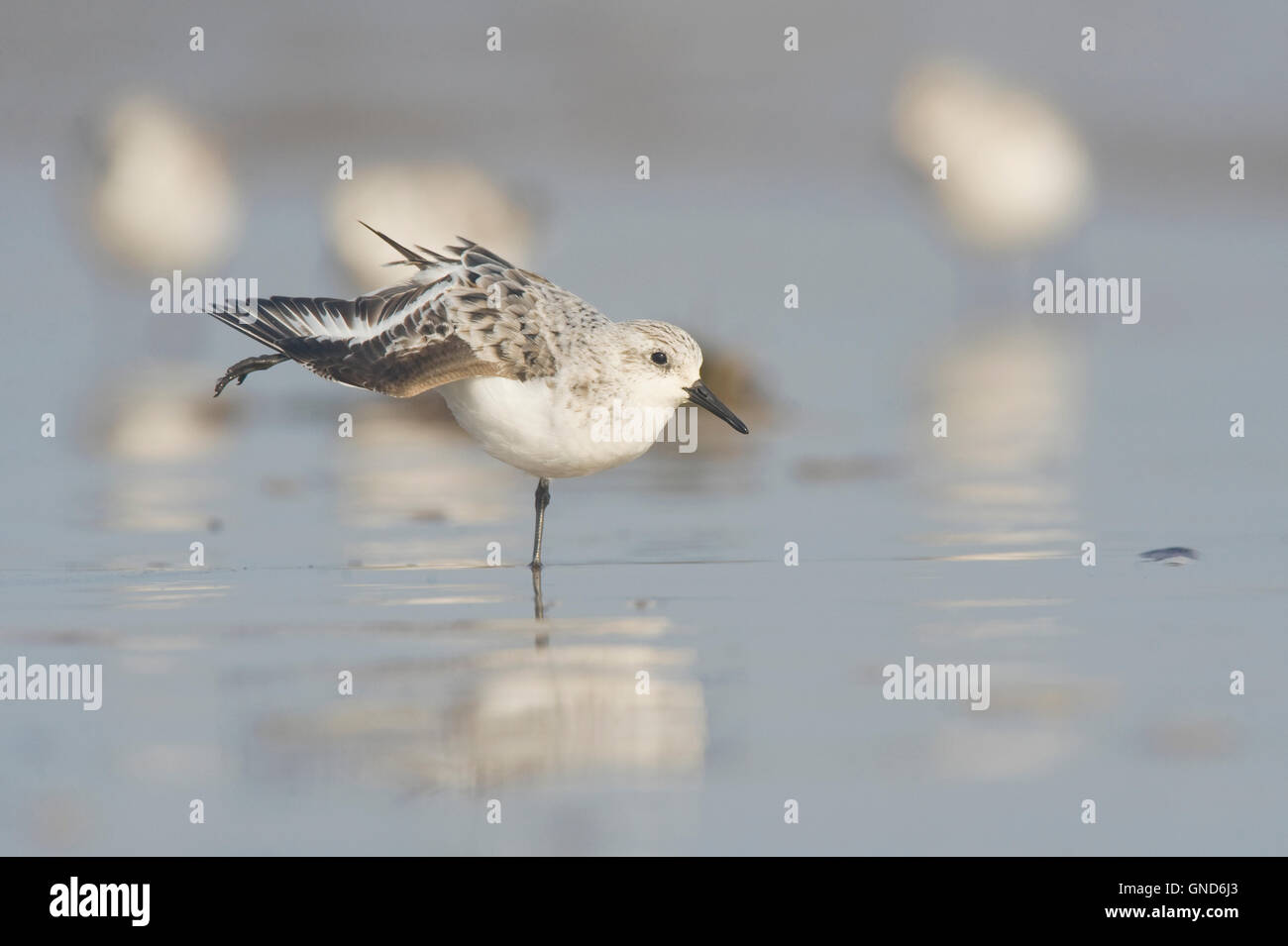 Sanderling (Calidris Alba Stock Photo - Alamy