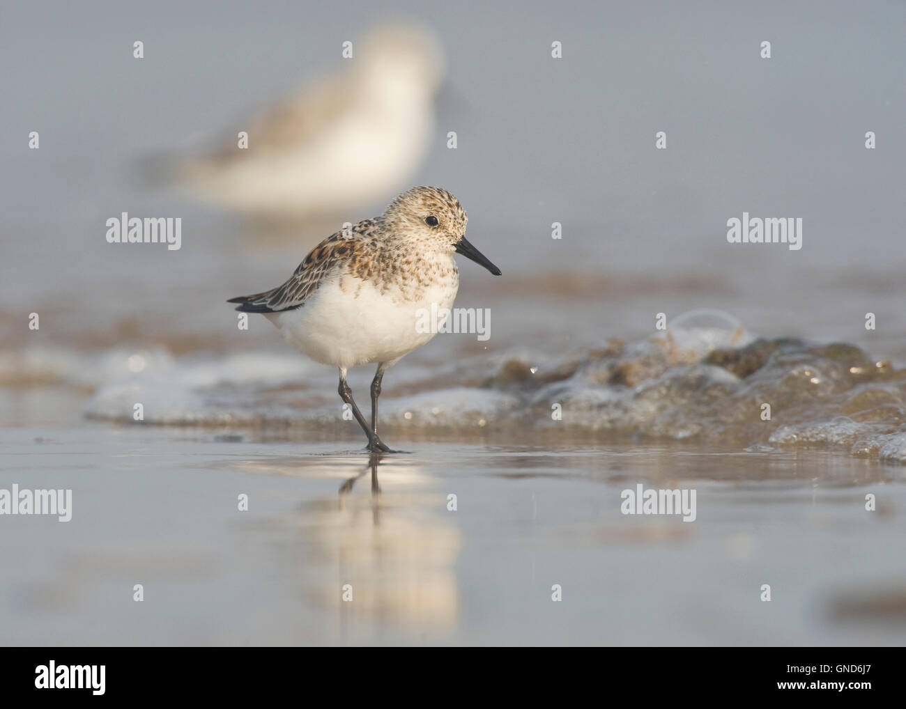 Sanderling calidris alba wader norfolk bird hi-res stock photography ...