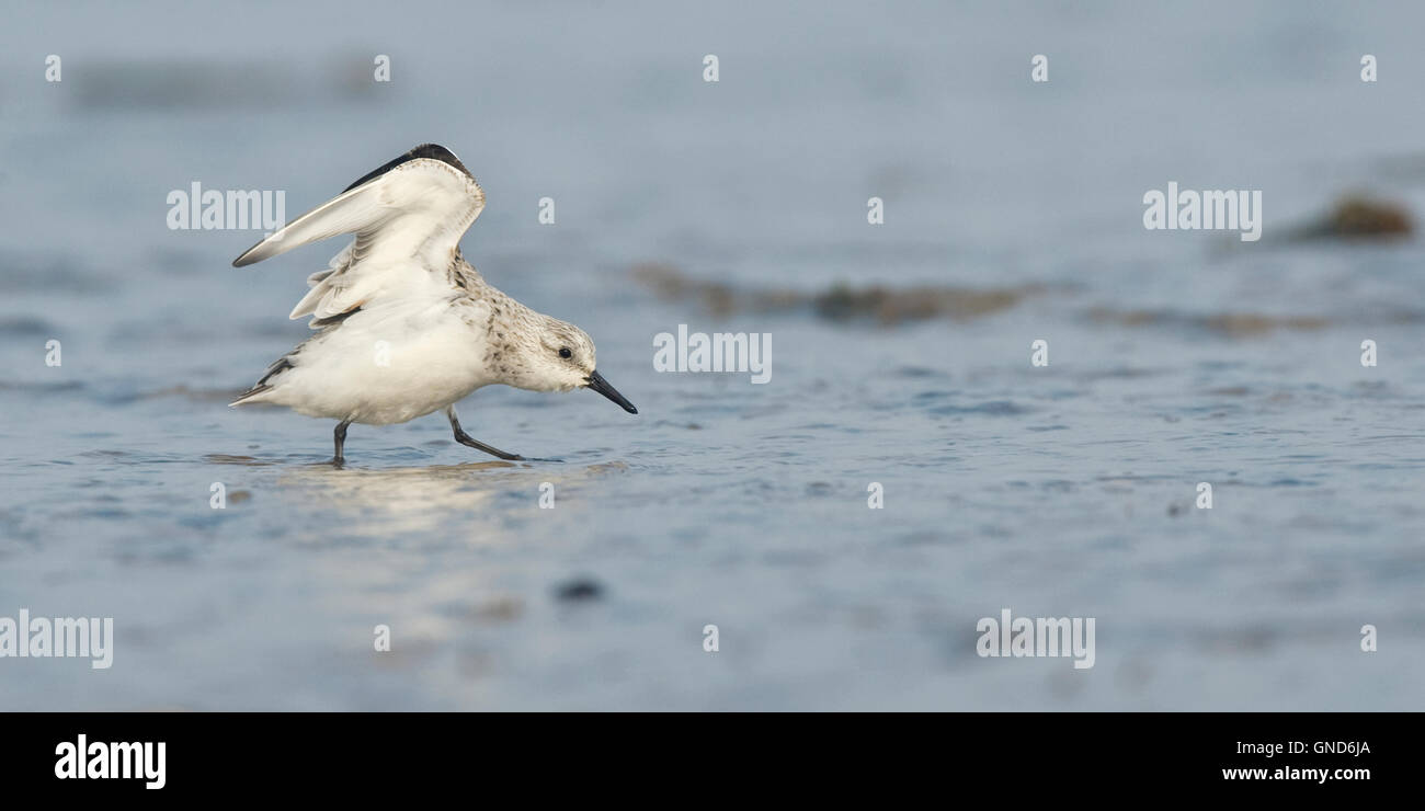 Sanderling (Calidris Alba Stock Photo - Alamy