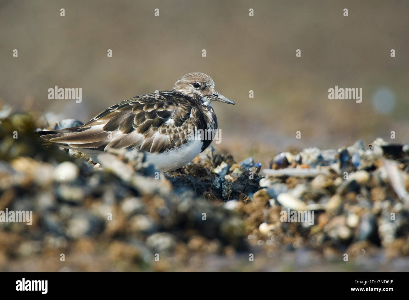 Turnstone (Arenaria Interpres Stock Photo - Alamy