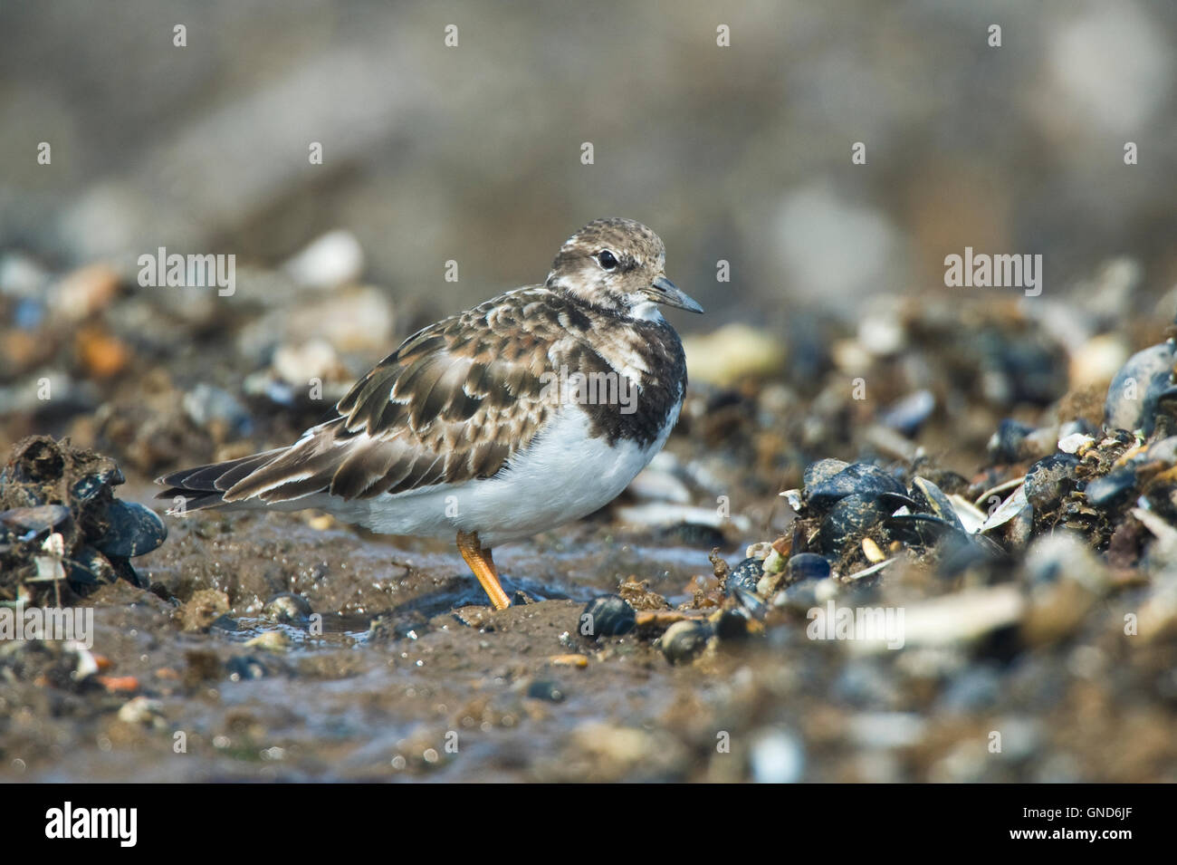 Turnstone (Arenaria Interpres Stock Photo - Alamy
