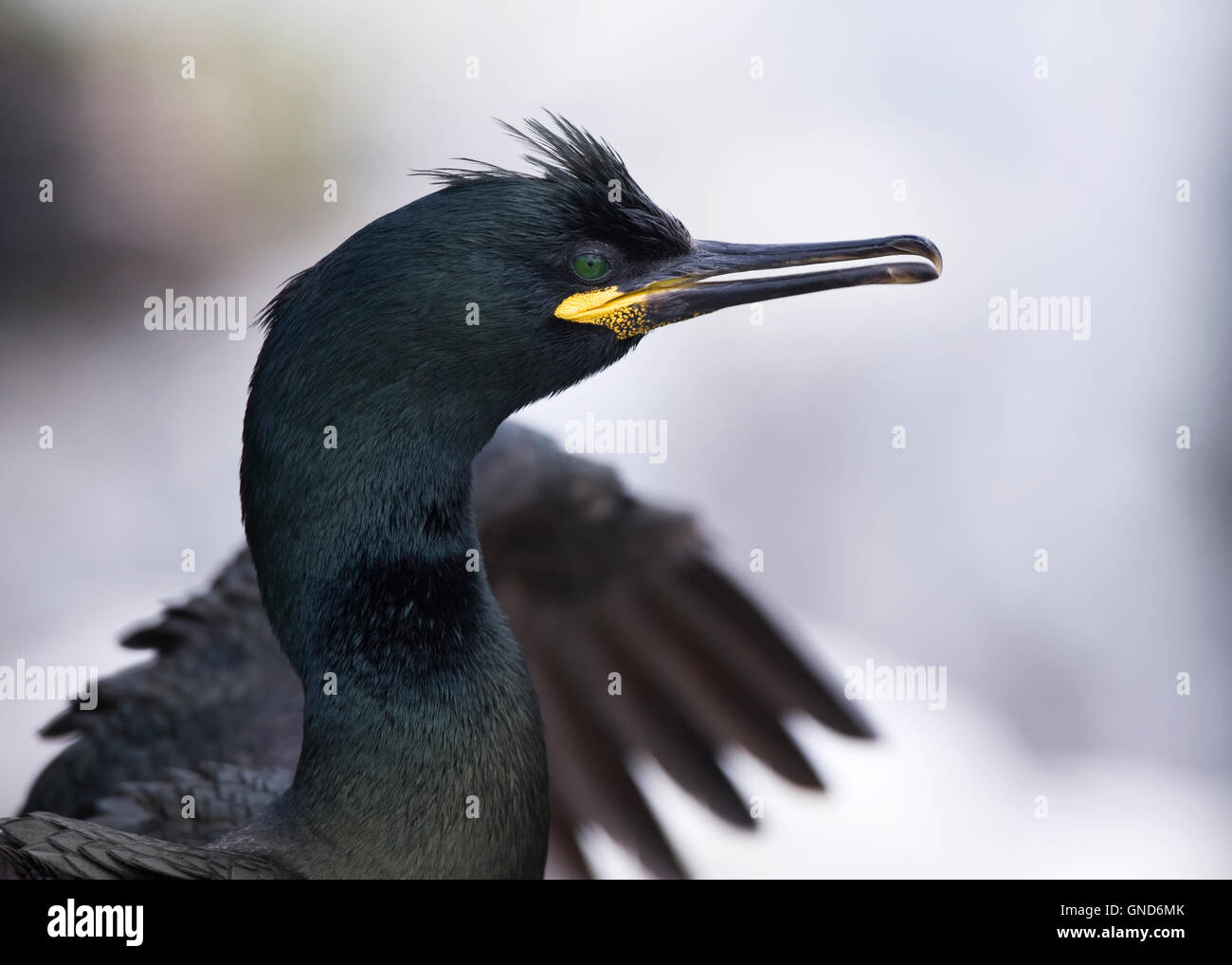 Shag bird uk hi-res stock photography and images - Alamy