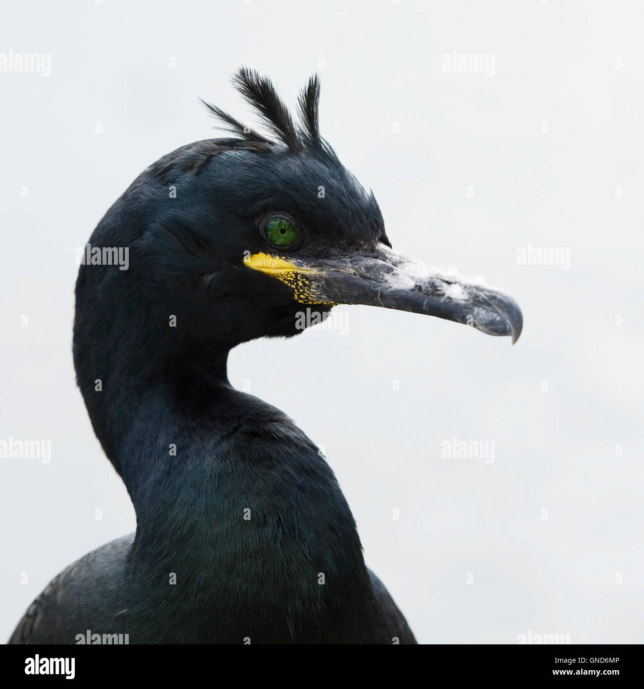 Shag bird uk hi-res stock photography and images - Alamy