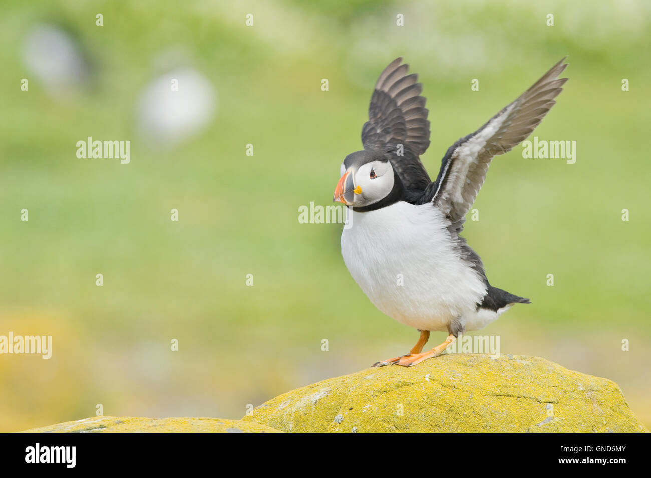 English puffin hi-res stock photography and images - Alamy