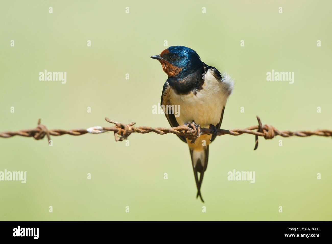 Swallow bird england hi-res stock photography and images - Alamy