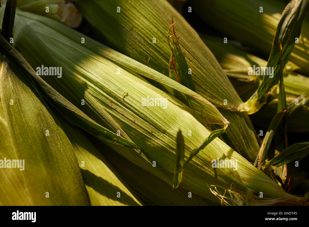 Ear of corn ears hi-res stock photography and images - Alamy