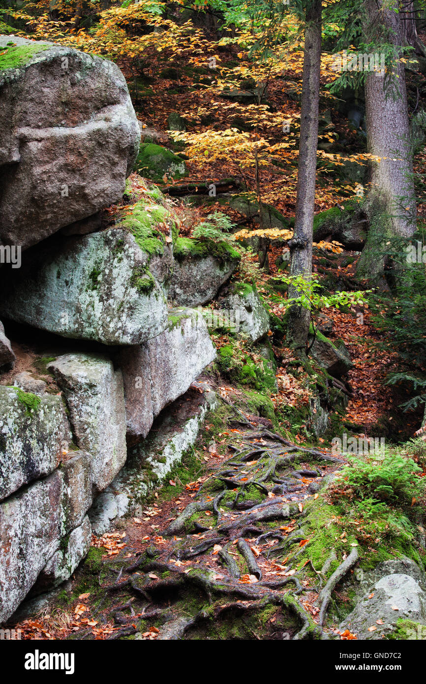 Tree roots rock hi-res stock photography and images - Alamy