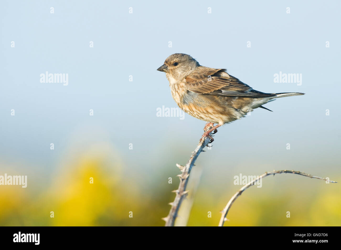Female Linnet High Resolution Stock Photography and Images - Alamy