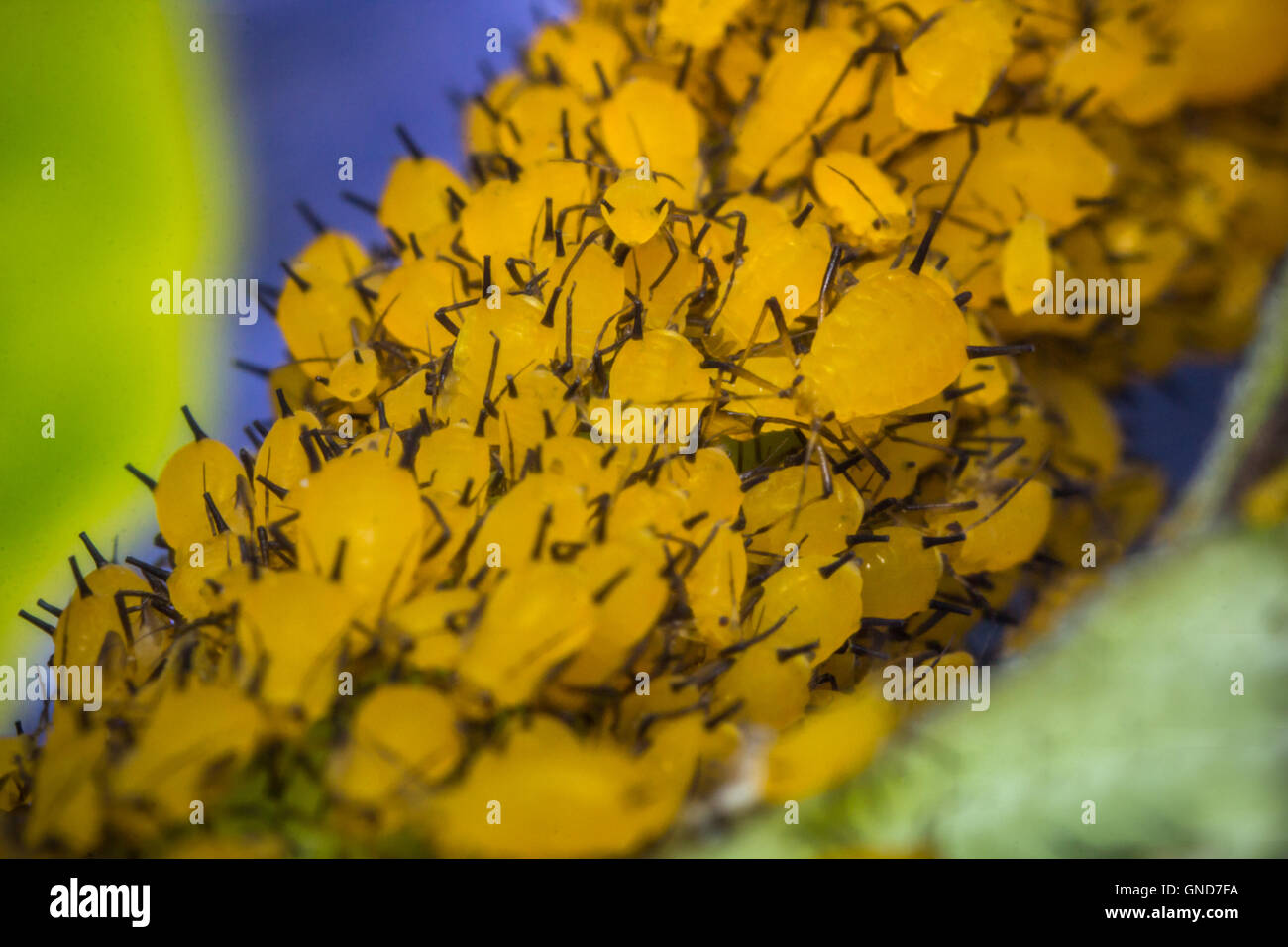 Infested crops hi-res stock photography and images - Alamy