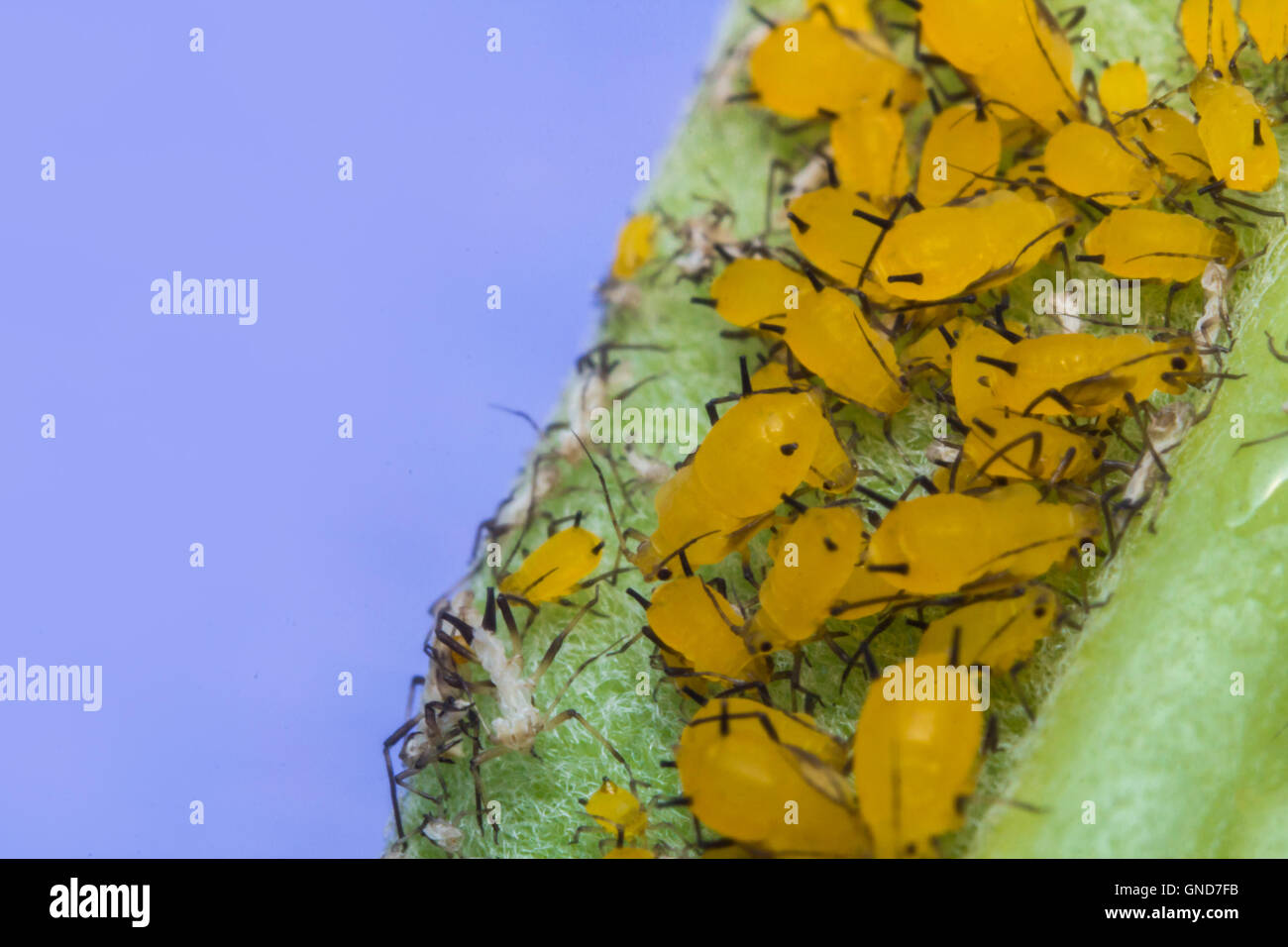 Infested crops hi-res stock photography and images - Alamy