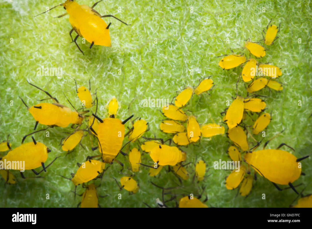 Little Yellow Mites