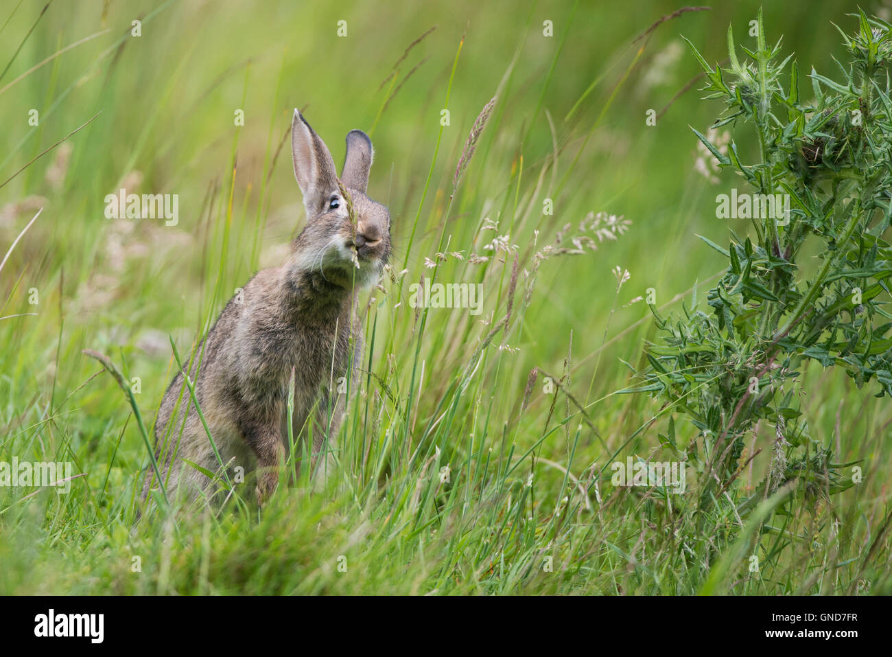 Oryctolagus cuniculus hi-res stock photography and images - Alamy