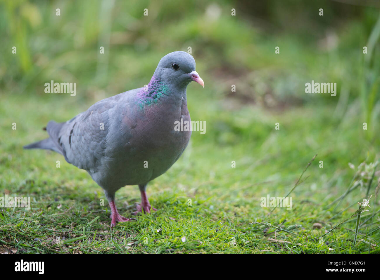 Stock dove (columba oenas Stock Photo - Alamy