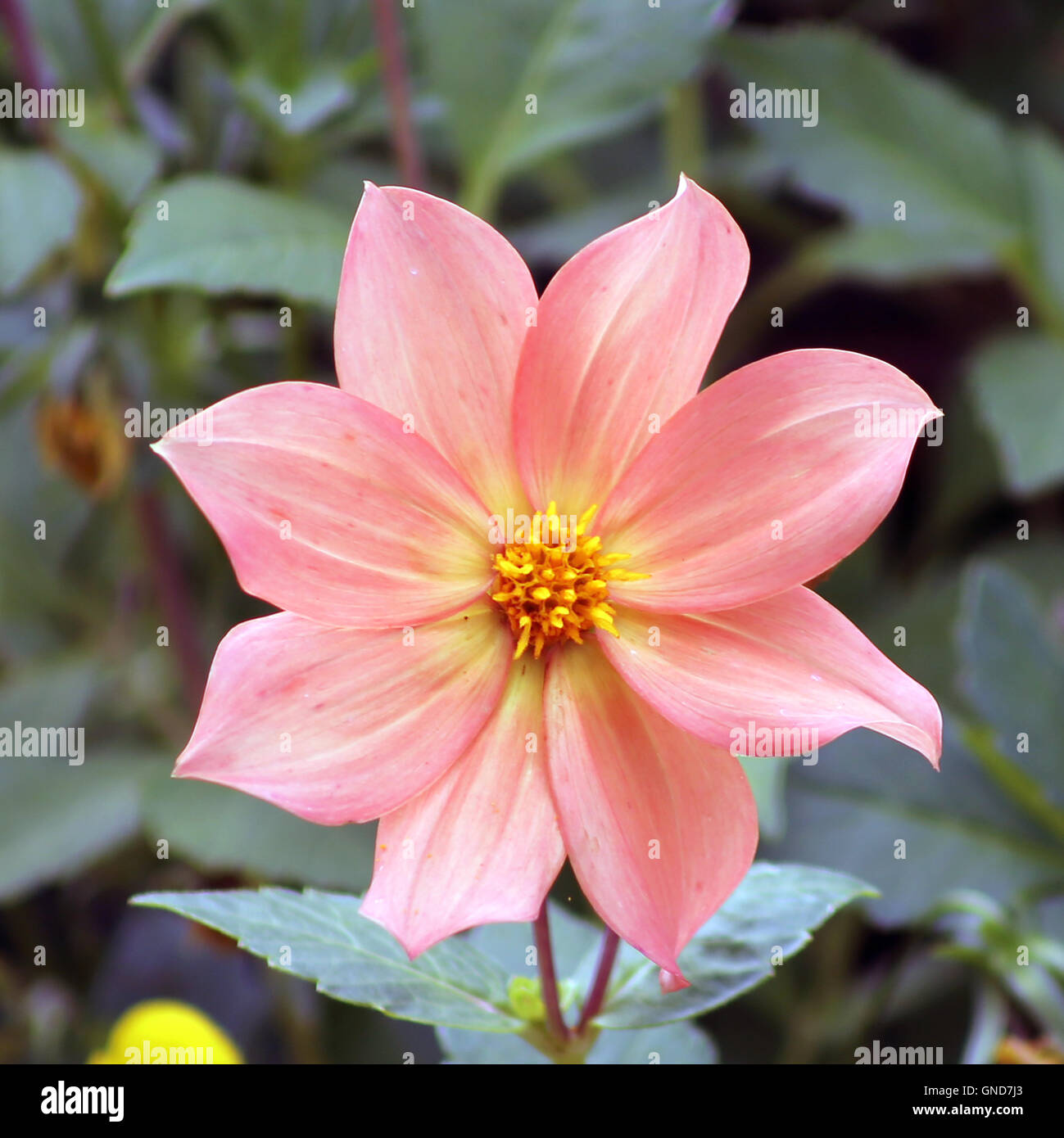 Full bloom dahlia hi-res stock photography and images - Alamy