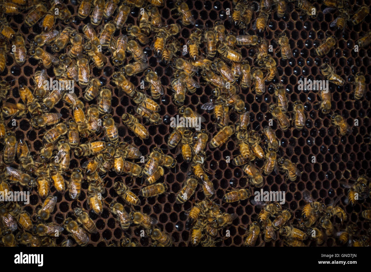 Closeup of worker bees in cross section of beehive display Stock Photo ...