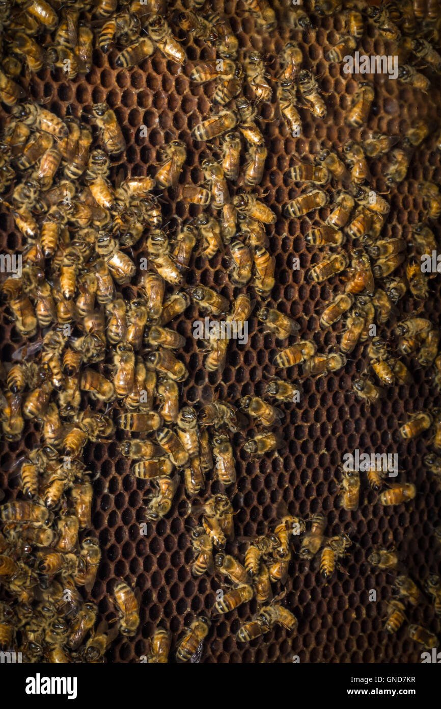 Bee wing structure hi-res stock photography and images - Alamy