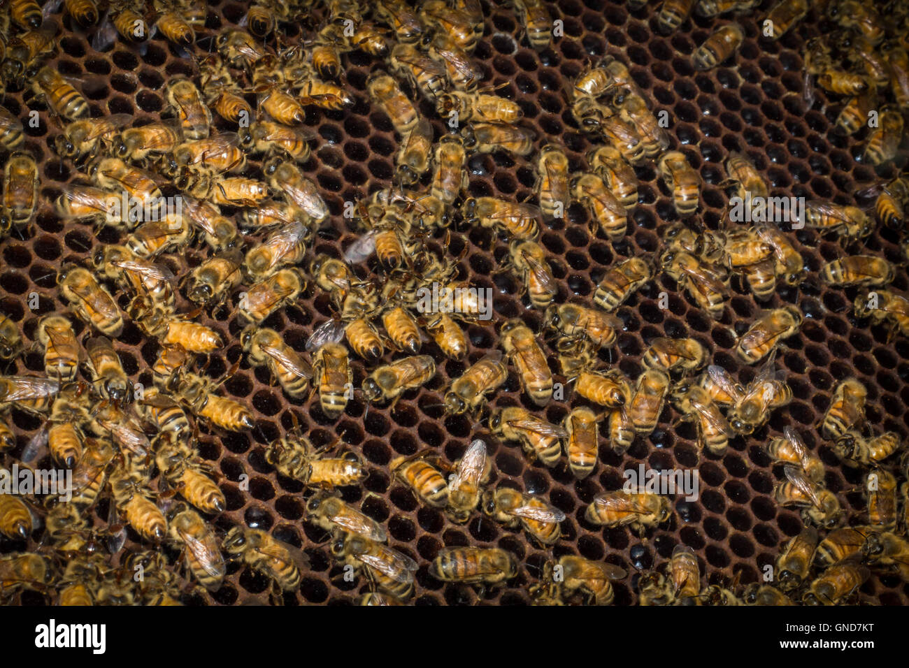 Closeup of worker bees in cross section of beehive display Stock Photo ...