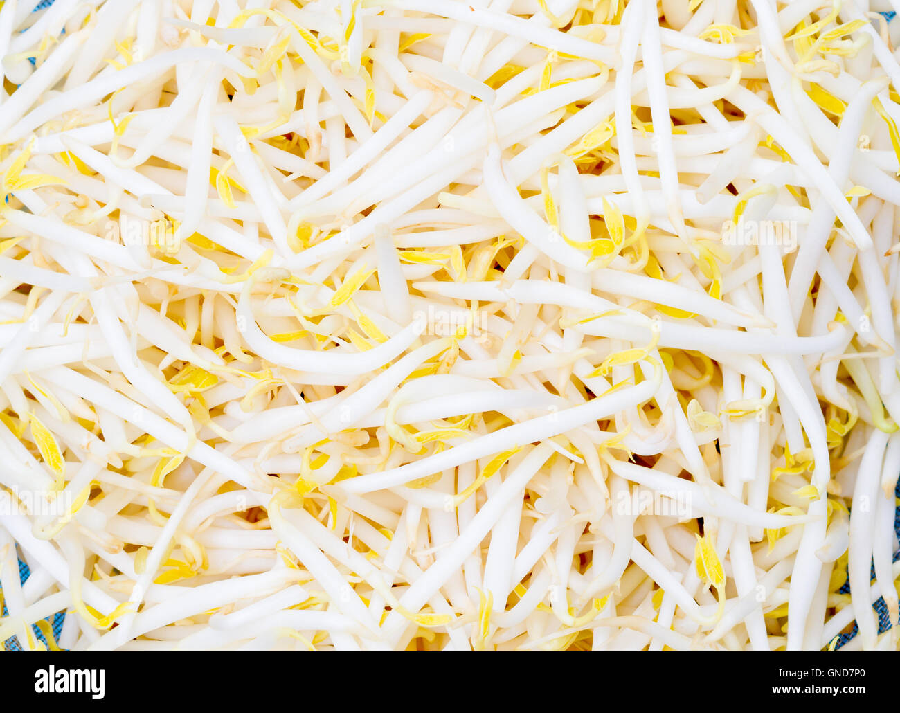 bean sprouts background Stock Photo - Alamy