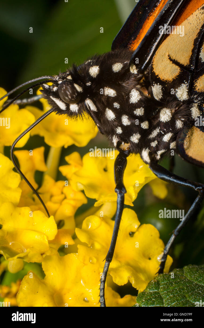 Close up monarch butterfly with pretty summer flowers Stock Photo - Alamy