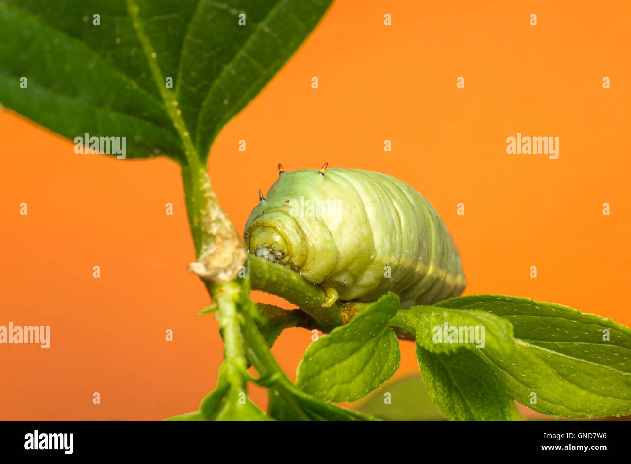 Fat caterpilar hi-res stock photography and images - Alamy