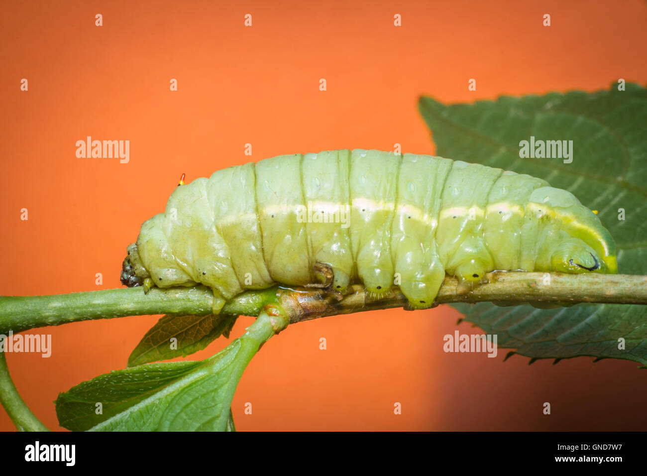Close up macro of large fat green caterpillar on tree branch Stock ...