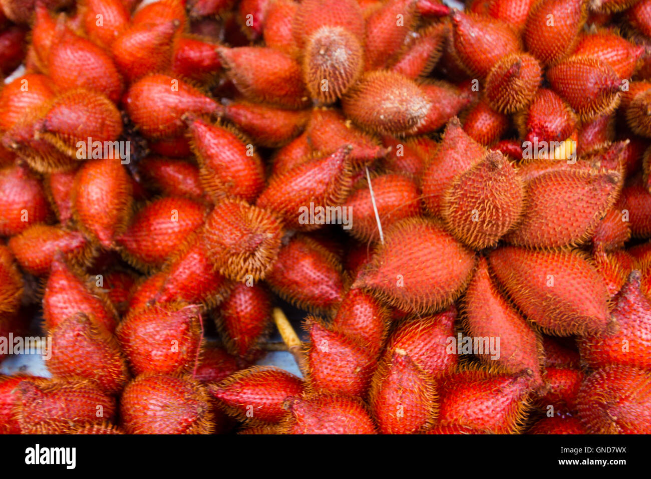Salak background:Salak is a species of palm tree native to Java and ...