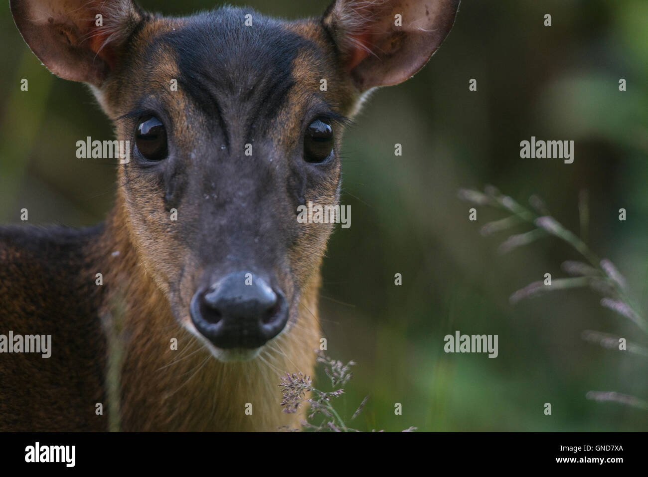 Reeves's muntjac (Muntiacus reevesi Stock Photo - Alamy