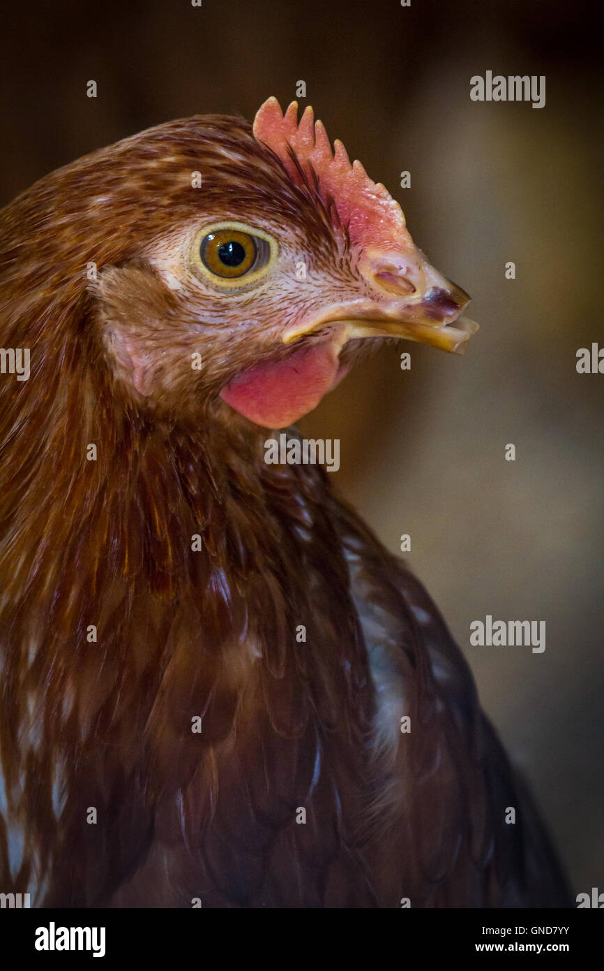 Sicilian Buttercup chicken portrait farm hen background Stock Photo - Alamy