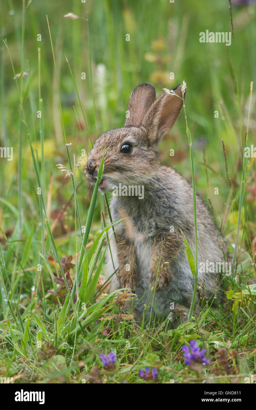 Oryctolagus cuniculus hi-res stock photography and images - Alamy