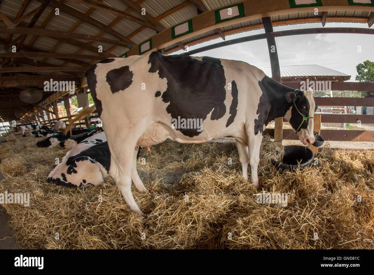 Dairy cow in barn pen shot with fish eye lens Stock Photo - Alamy