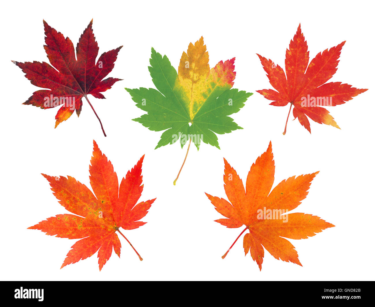 Fall leaves set hi-res stock photography and images - Alamy