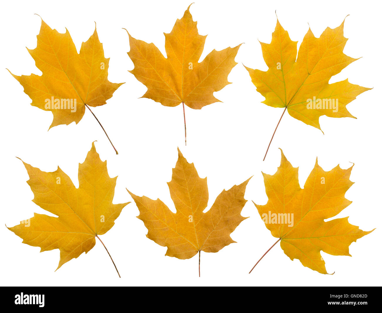 Fall maple hi-res stock photography and images - Alamy