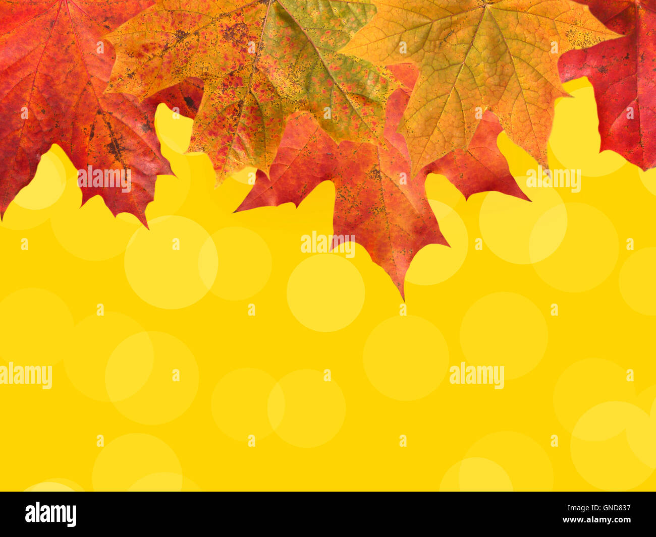 Red leaves backdrop hi-res stock photography and images - Alamy