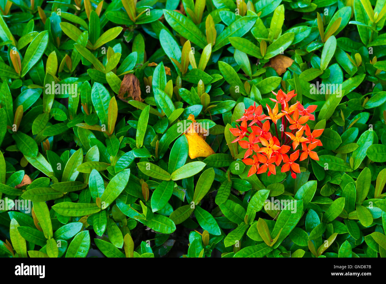 Rubiaceae flower hi-res stock photography and images - Alamy