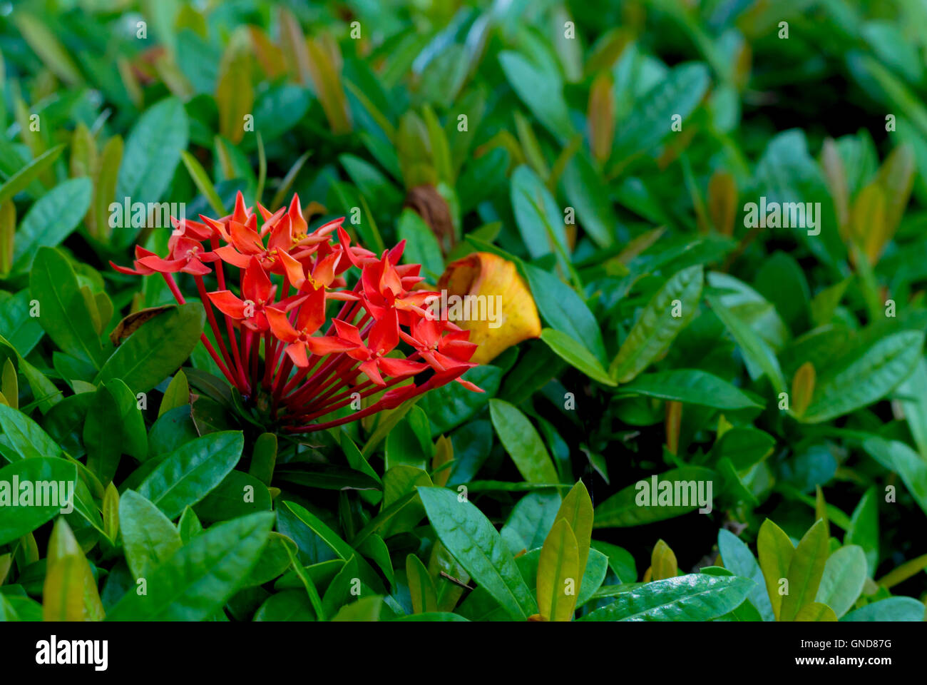 red flower spike, Rubiaceae flower with green leaves background Stock ...