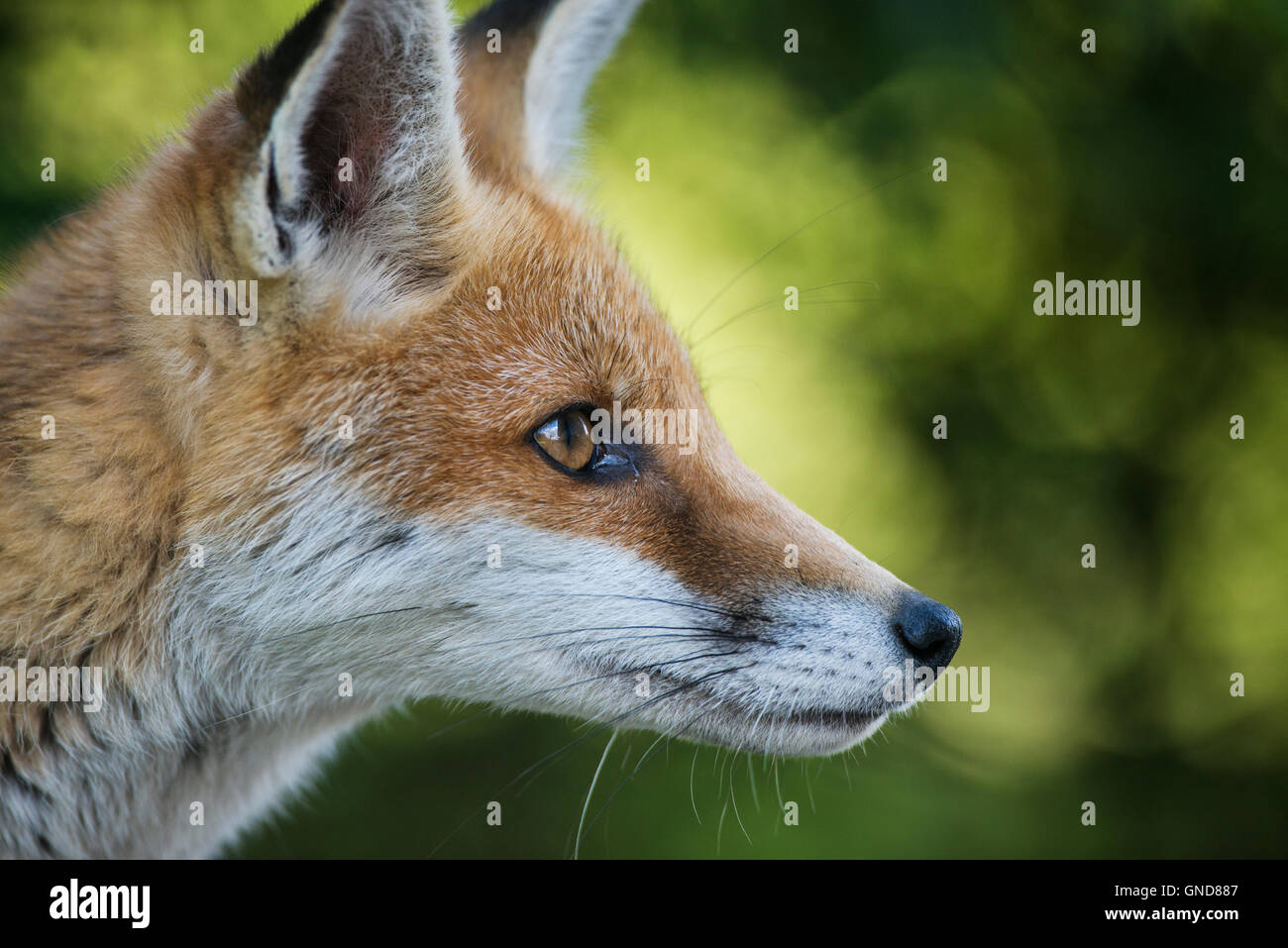 British red fox hi-res stock photography and images - Alamy