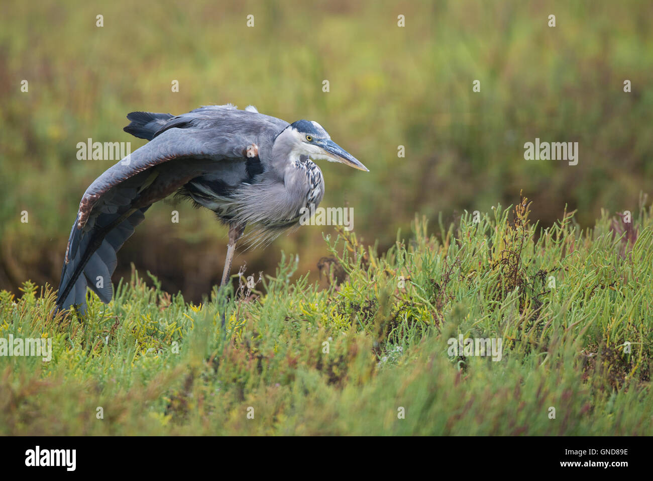 Great Blue Heron (Ardea Herodias Stock Photo - Alamy
